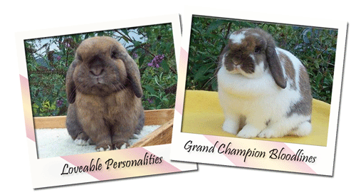 Lops on the Lake :: Holland Lops in Minnesota from Grand Champion Lines
